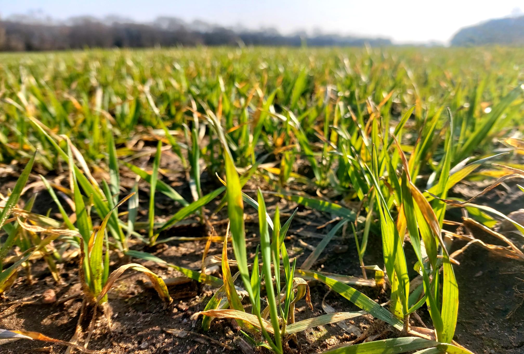 Pavasariniai darbai laukuose: šaknų sistemos formavimas | Rovensa Next ...